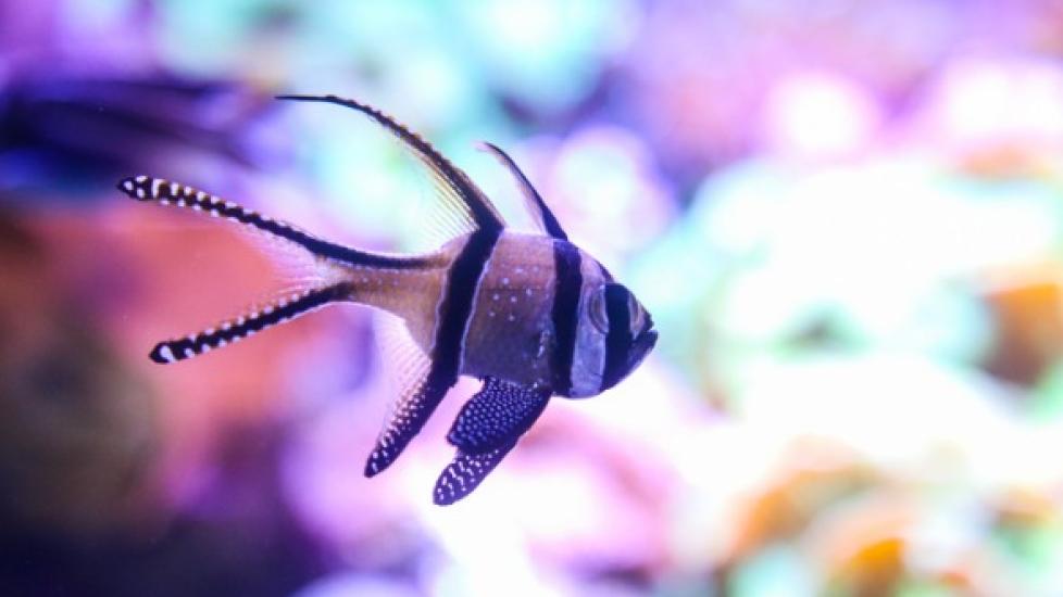 Saltwater Fish for Beginners: Cardinalfishes (Family Apogonidae) | PetMD