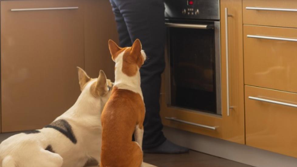 How Often Do Pets Cause Trip-and-Fall Injuries? | PetMD