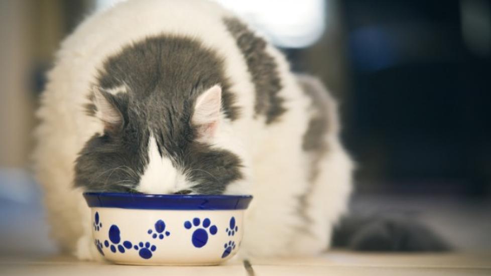 How to Slow Down a Cat Who Is Eating Too Fast | PetMD
