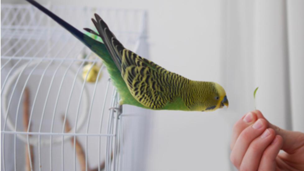 The 4 Critical Commands Your Bird Needs to Learn | PetMD