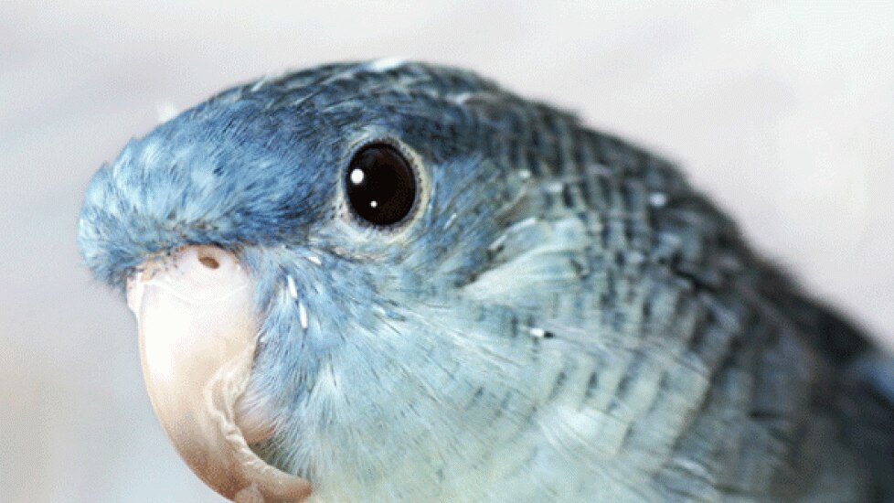 What to Do if Your Bird’s Beak is Overgrown | PetMD