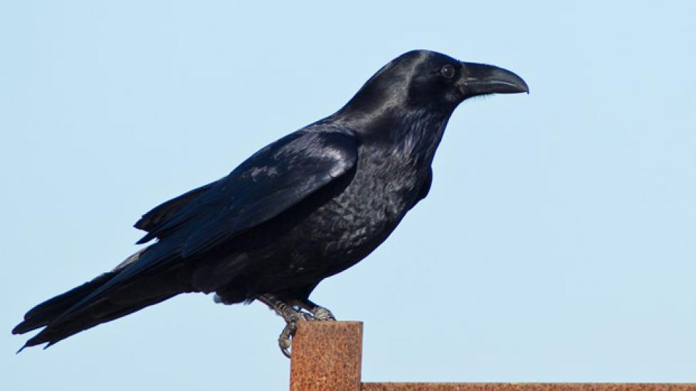 Gastrointestinal Parasites in Birds | PetMD
