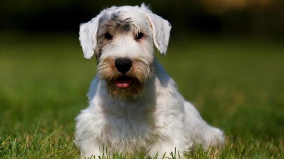 Bleeding of the Retina in the Eye in Dogs | PetMD