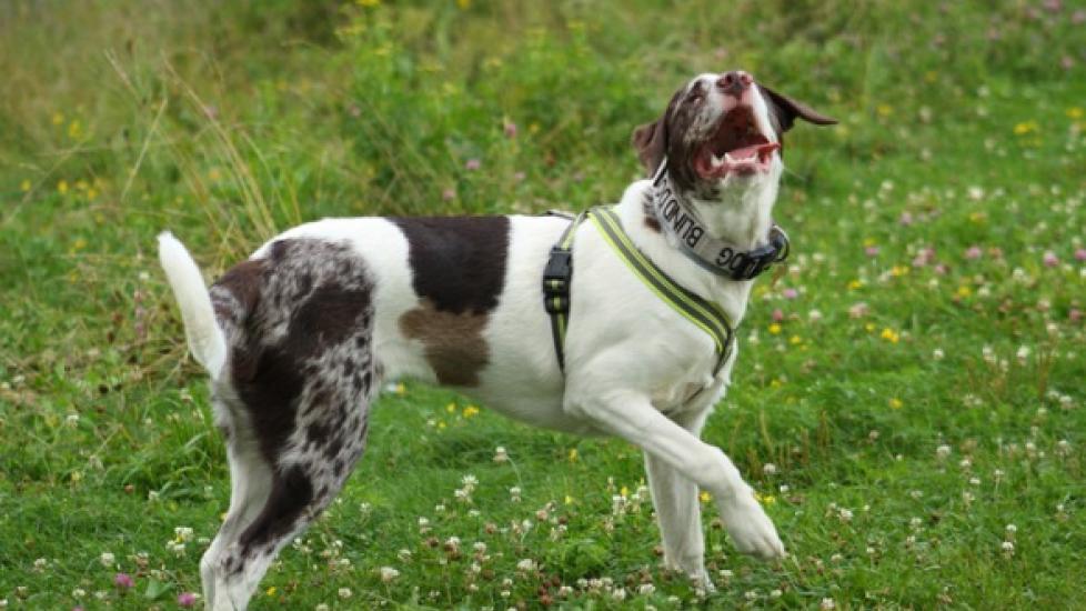 What to Expect When You Adopt a Blind Dog | PetMD