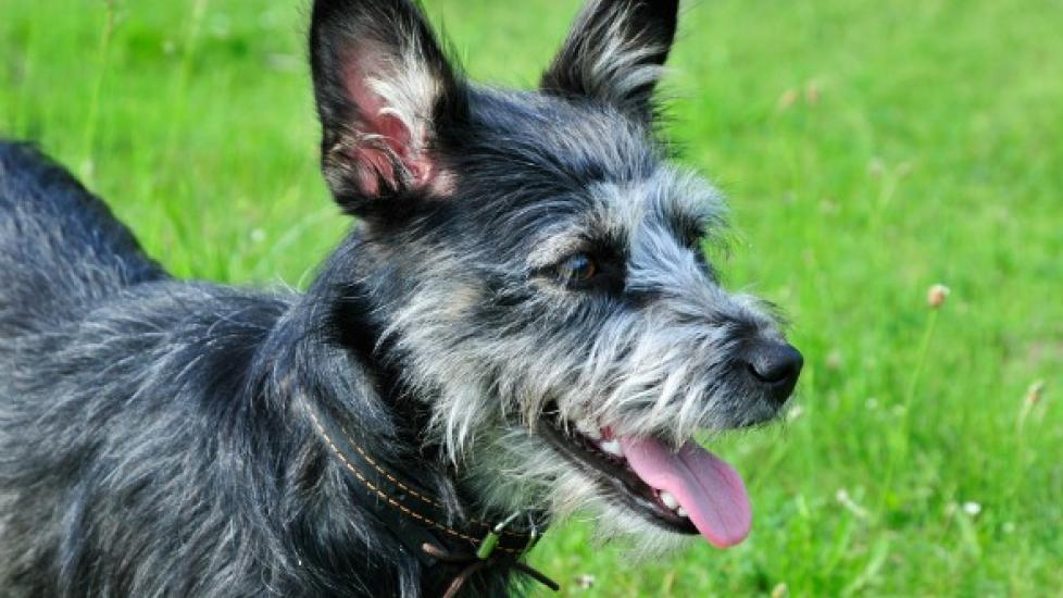 Blood Transfusion Reactions in Dogs | PetMD