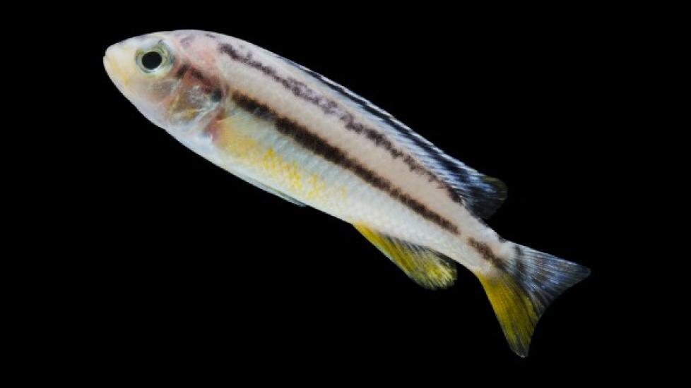 The Basic Body Shape of Fish and How They Move | PetMD