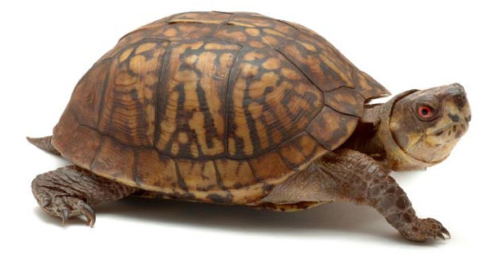Box Turtle - Terrapene carolina | PetMD