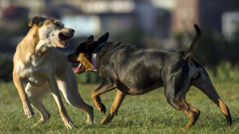 Bullying in Dogs | Dog Aggression With Other Dogs | PetMD
