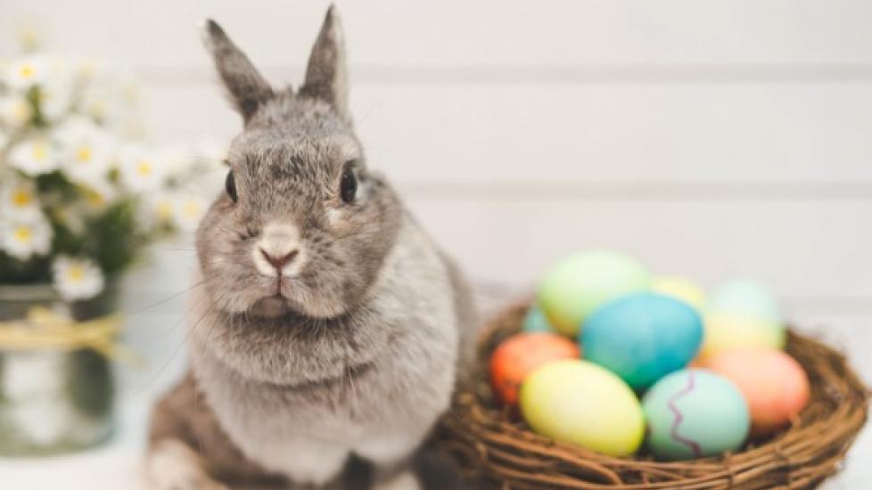 Why Not to Give a Rabbit for an Easter Gift | PetMD
