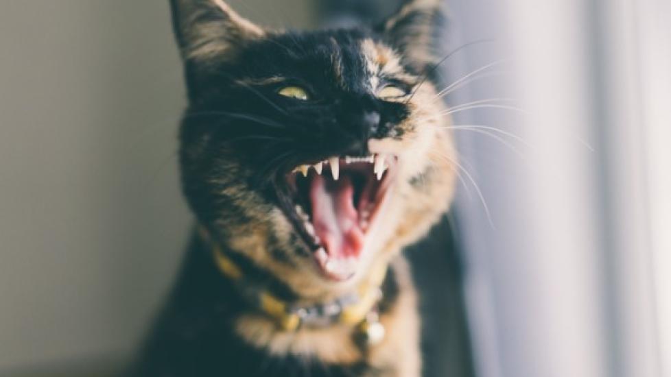 Interesting Facts About Cat Teeth | PetMD