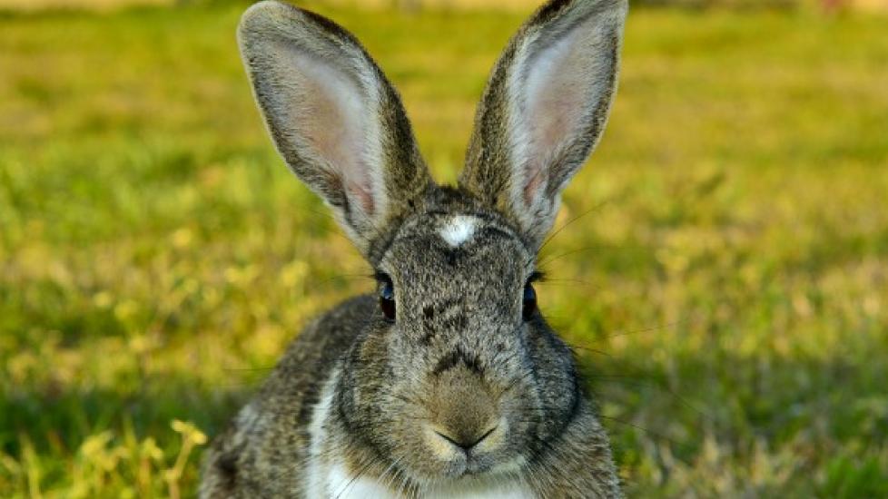Cancer of the Uterus in Rabbits | PetMD