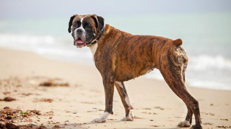 Cardiomyopathy in Boxer Dogs | PetMD