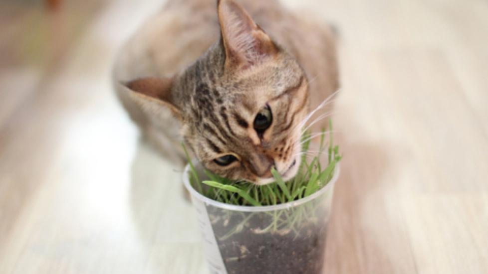 Five Types of Grass to Buy or Grow for Your Cat | PetMD