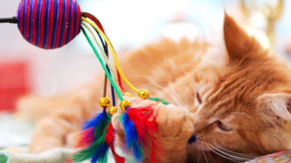 Construct a Cat Playroom | PetMD