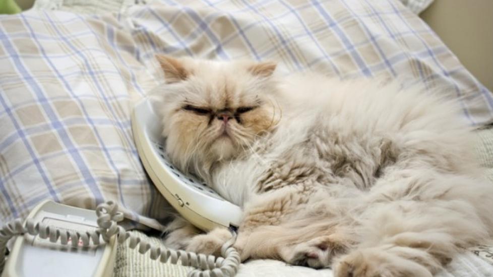 Cats Talking To Each Other Original
