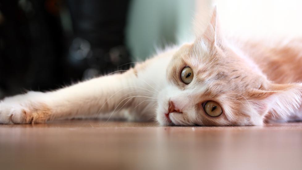 Intestinal Tumor (Leiomyoma) in Cats | PetMD