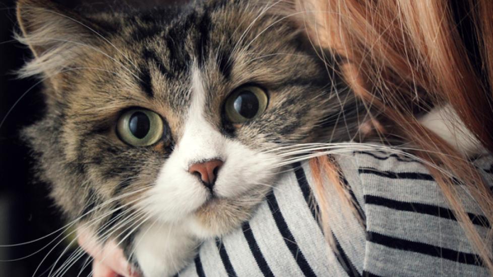 Why it Pays to be a Cat Lady: Studies Show Female Cat Owners Benefit ...