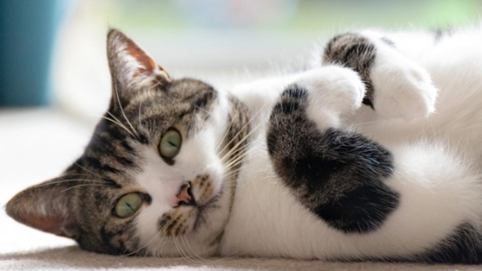 IBD in Cats: Complete Guide to Inflammatory Bowel Disease in Cats | PetMD