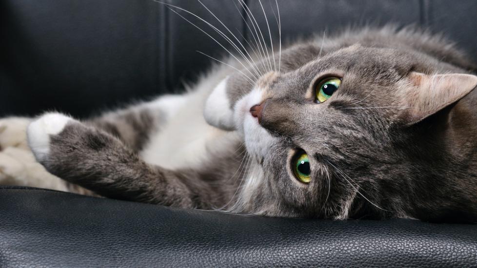 Hyperparathyroidism in Cats | PetMD