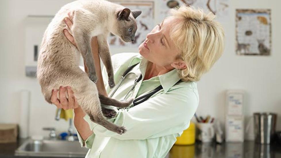 How Your Pet's Prognosis is Determined by Your Vet | PetMD
