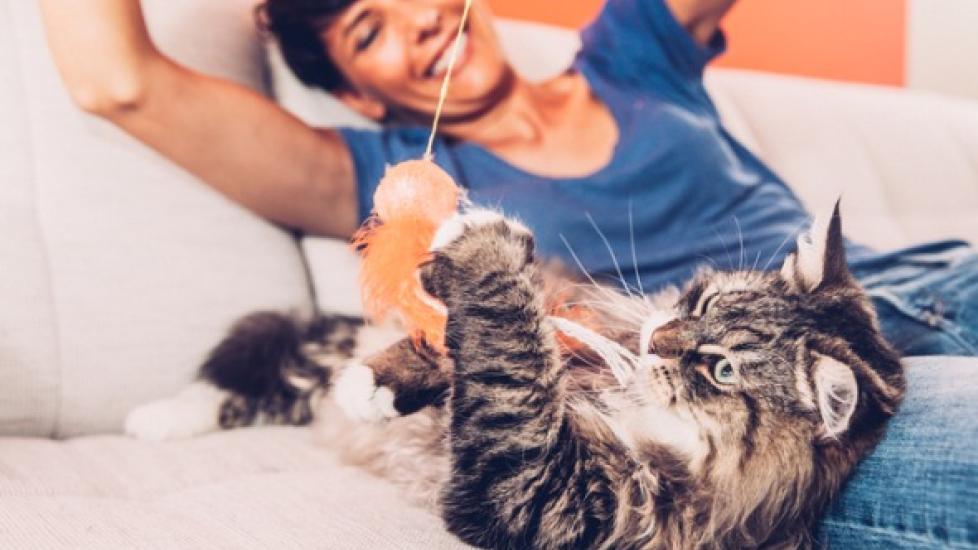 13 Tips for Keeping Your Cat Exercised and Mentally Stimulated | PetMD