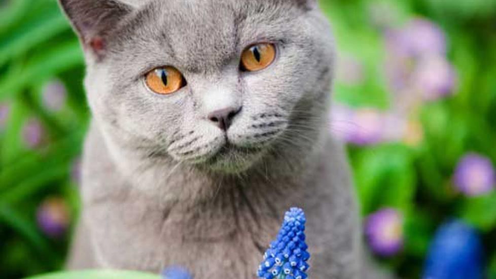 Springtime Plants that Are Poisonous to Pets | PetMD