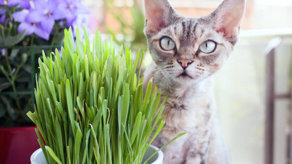 What Is Cat Grass? Learn How to Grow Cat Grass Indoors | PetMD