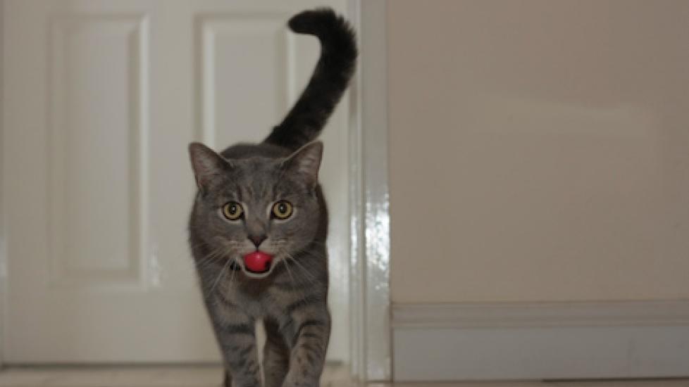 How to Teach a Cat to Fetch | PetMD