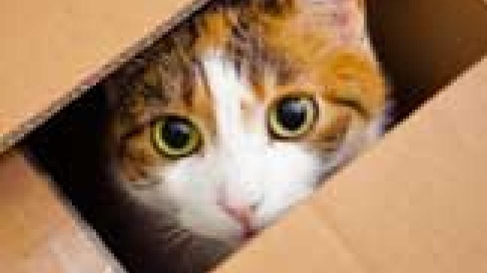 Getting Your Cat Back into the Box | PetMD