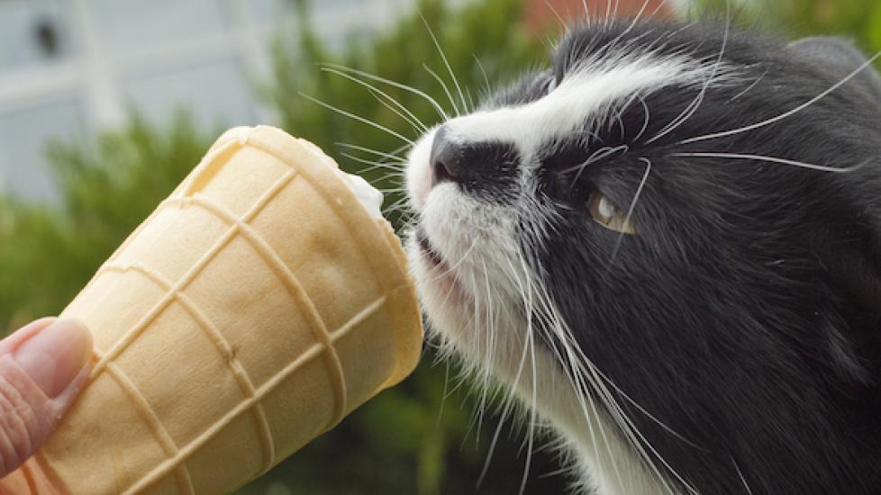 Do Cats Actually Get 'Brain Freeze' When They Eat Cold Treats? | PetMD