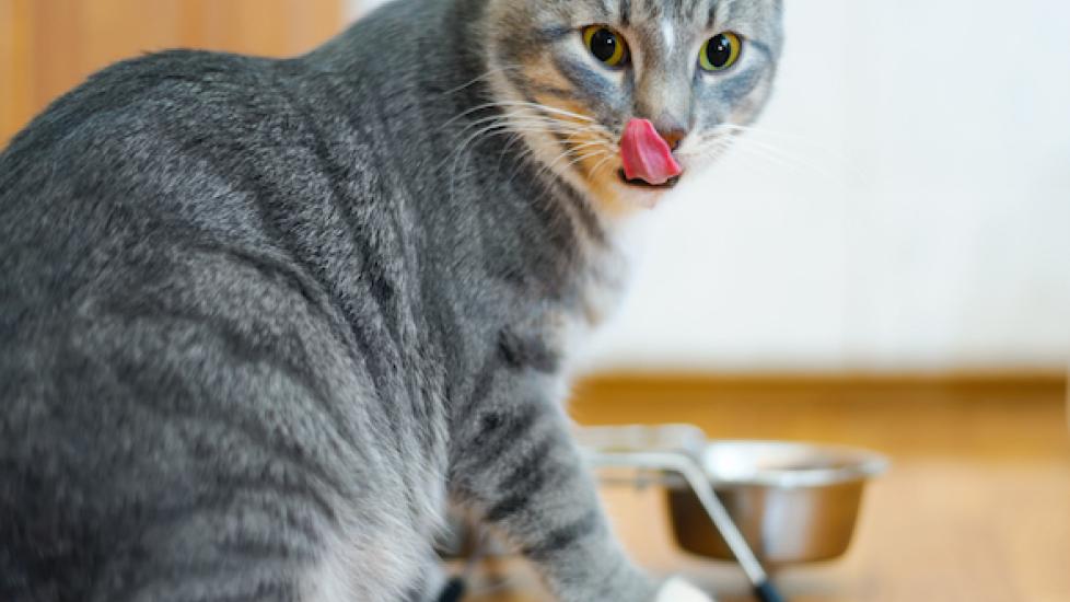 Choosing the Best Feeding Method for Your Cat | PetMD