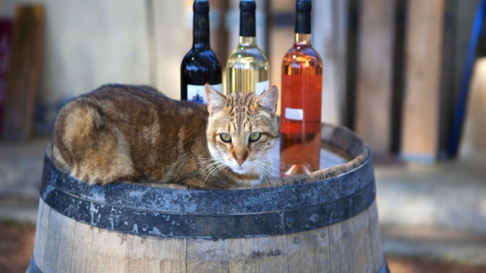 Cat Wine | Wine for Cats | PetMD