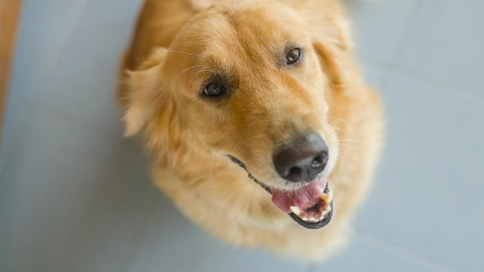 Chemical Imbalance of Urine in Dogs | PetMD