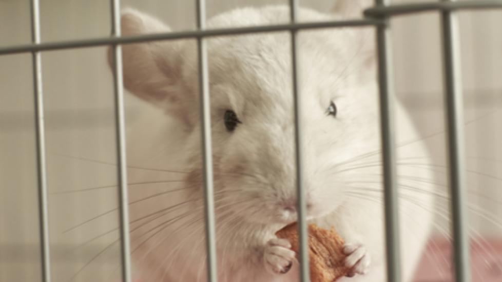 Overgrown, Painful Teeth in Chinchillas | PetMD