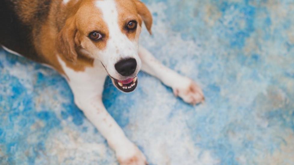 Chronic Inflammation of the Bronchi in Dogs | PetMD