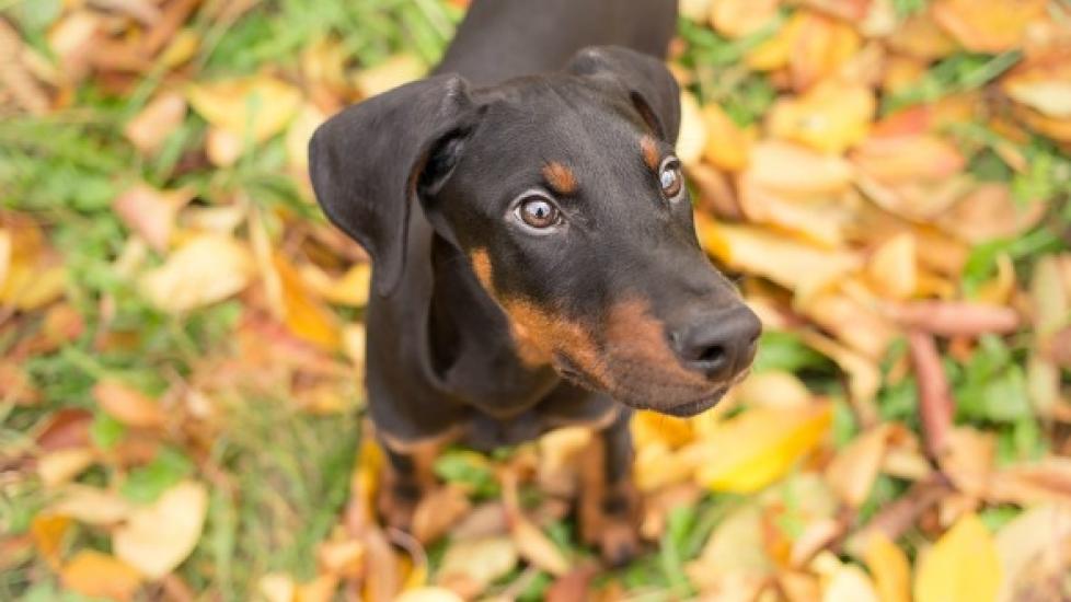 Cirrhosis and Fibrosis of the Liver in Dogs | PetMD