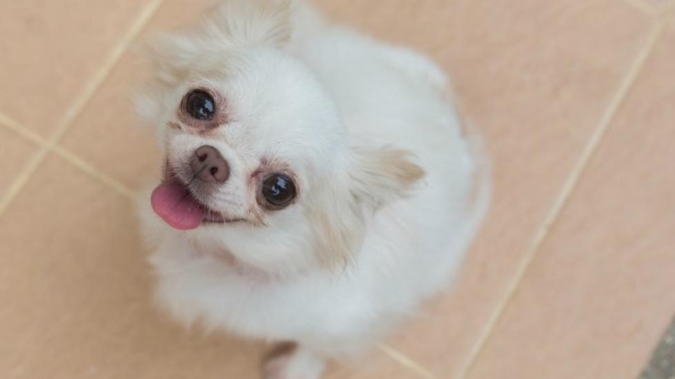What Causes Dog Lung Collapse