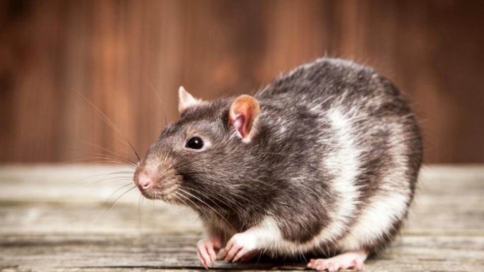 Common Cancers and Tumors in Rats | PetMD