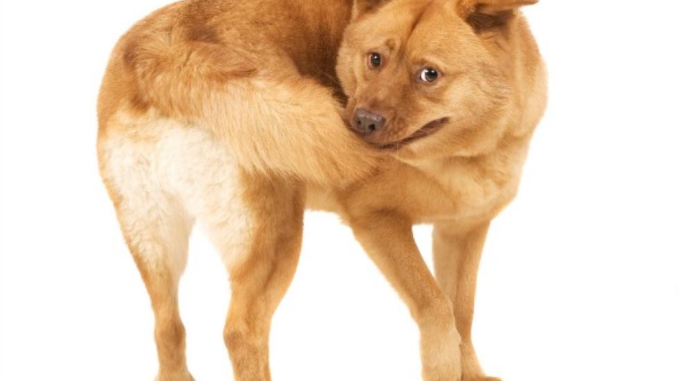 Dog Compulsive Disorder | OCD in Dogs | Strange Dog Behavior | PetMD