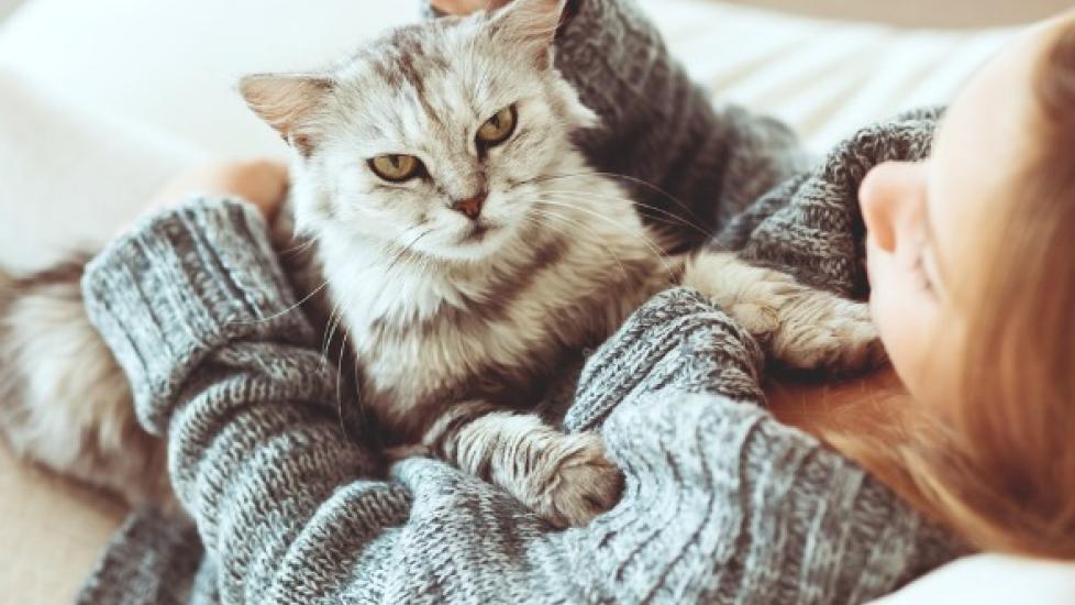 The Cat or You? Coping with Cat Allergies | PetMD