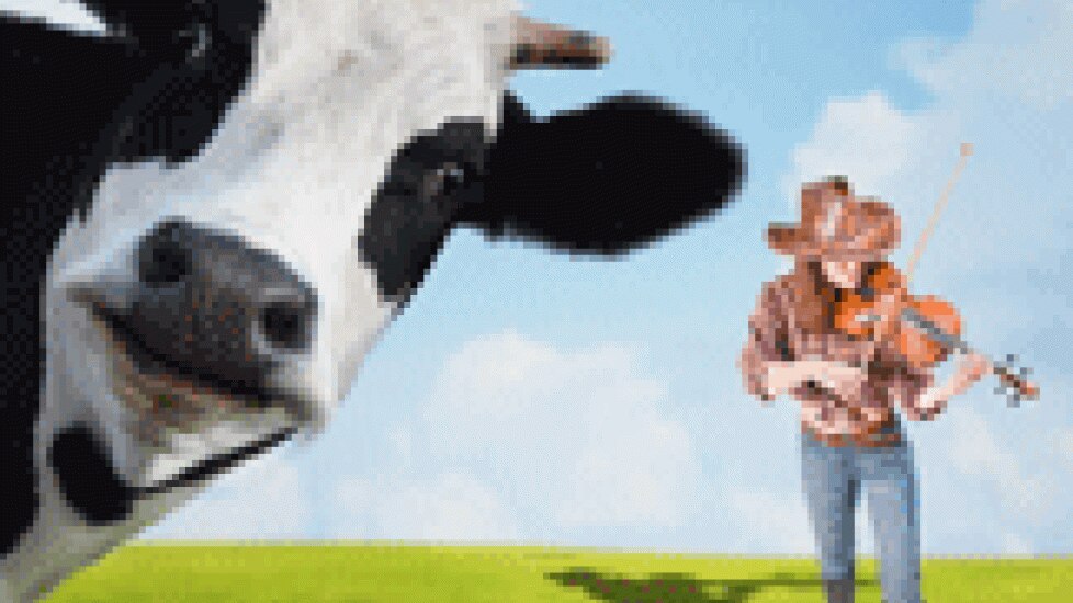 Music Influences Milk Production in Cows | PetMD