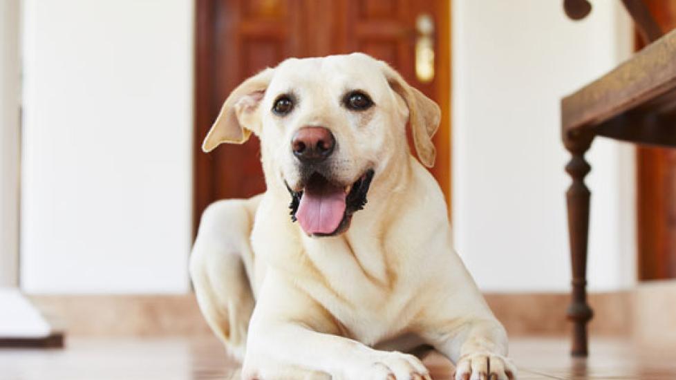 How to Treat Arthritis in Dogs | Dog Arthritis Treatment | PetMD