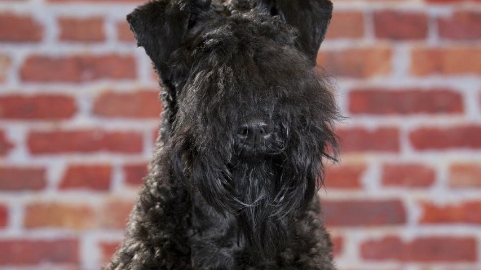 Cerebellar Degeneration in Dogs | Dog Brain Disease | PetMD