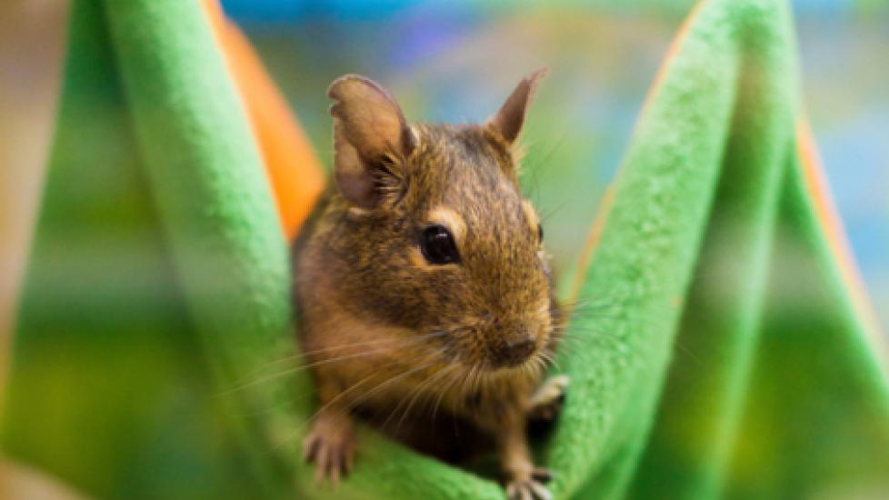 Degu Information and Care Sheet | PetMD