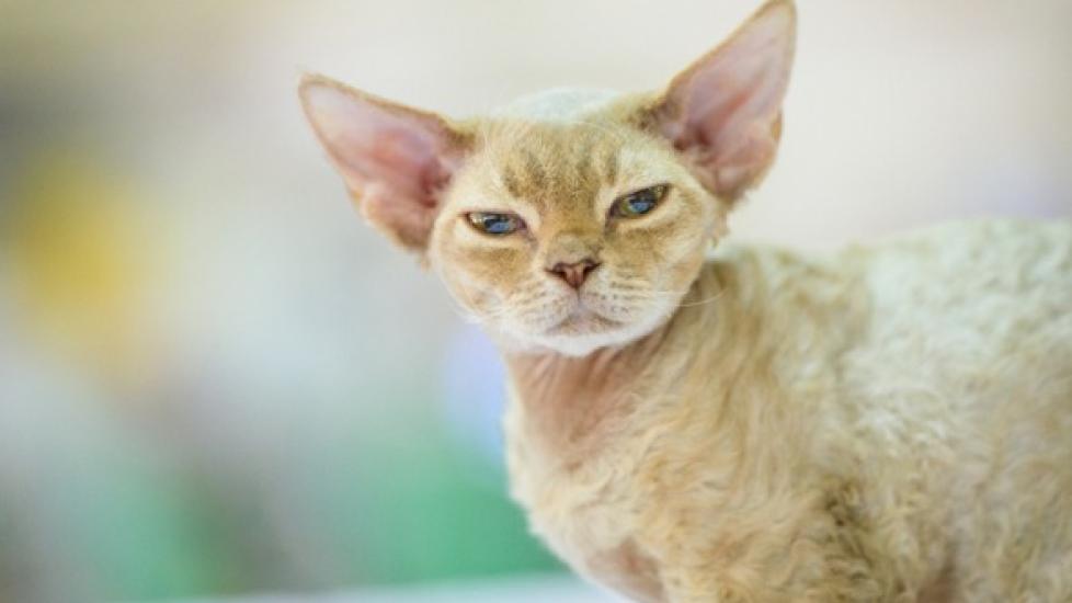 What You Need to Know Before Bringing Home a Rex Cat | PetMD