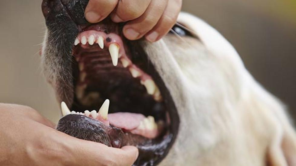 Oral Tumors in Dogs | Oral Tumors in Cats | PetMD