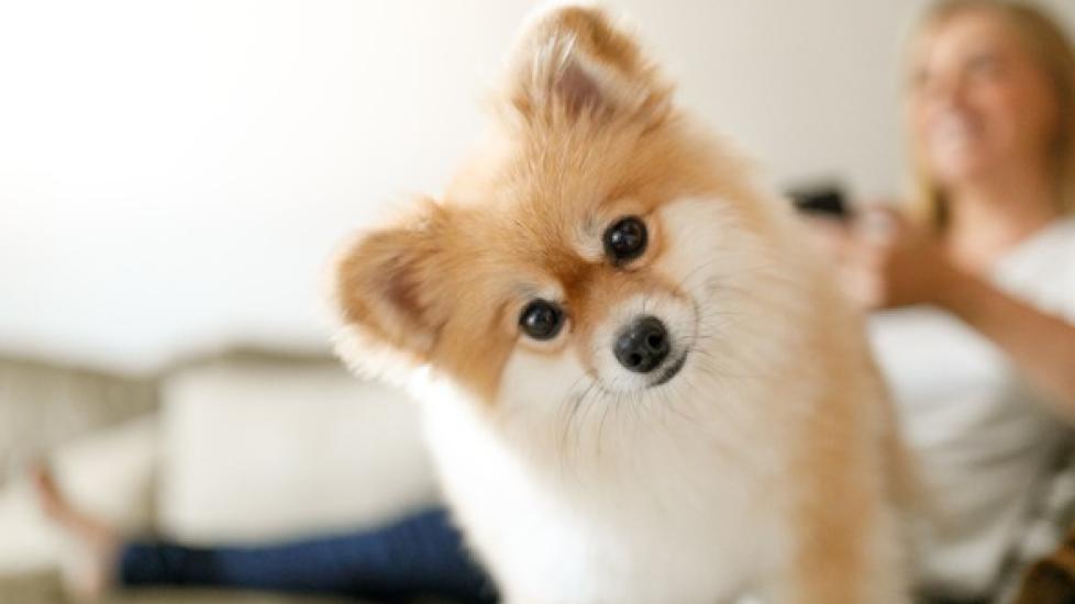 Dogs in Heat: When It Happens, How Long It Lasts, and What To Do | PetMD