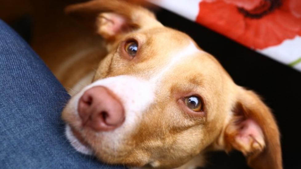 Why You Shouldn't Let Your Dog Eat Table Scraps | PetMD