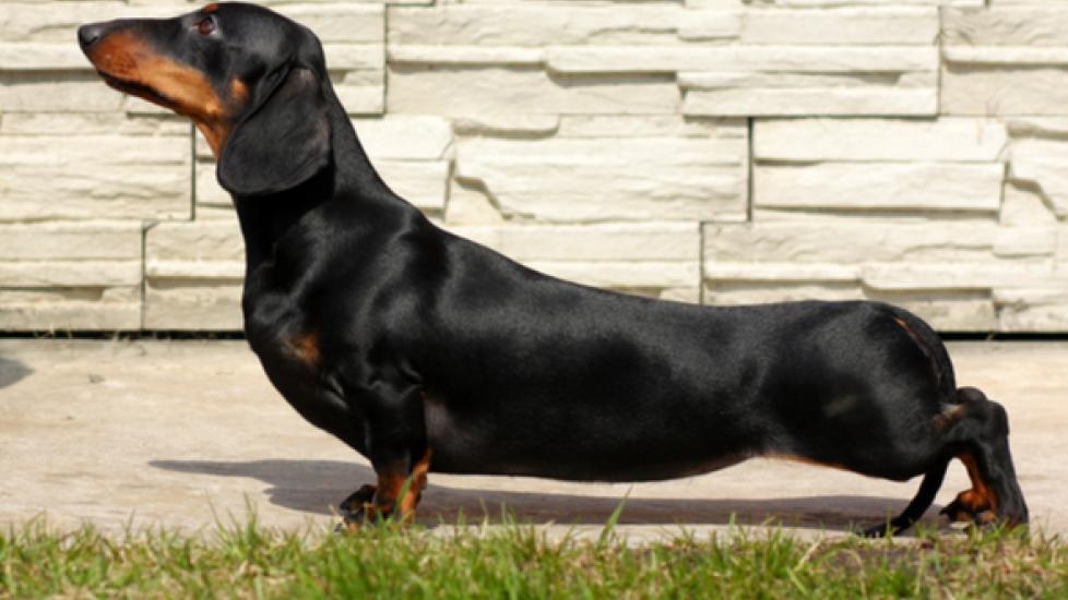 How to Find Your Dog's Body Condition Score | PetMD