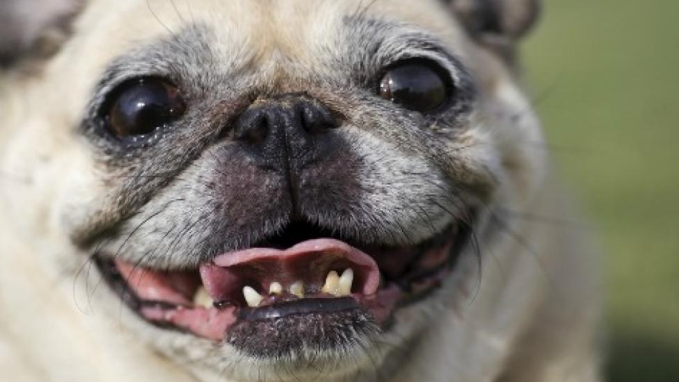 Dog Braces: What You Need to Know | PetMD